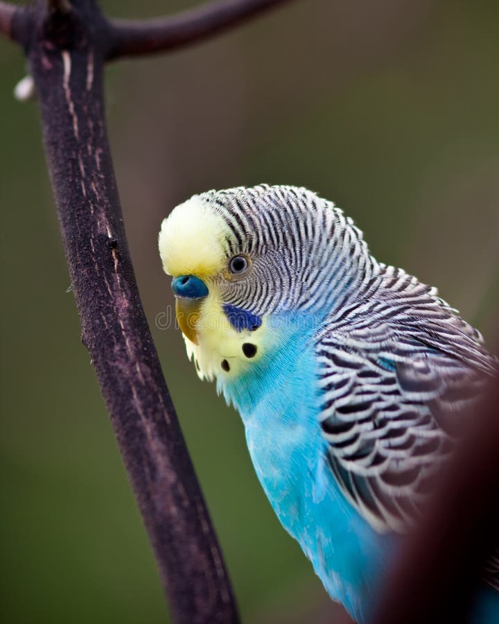 Parrot stock photo. Image of beak, crest, tail, wild - 15790130