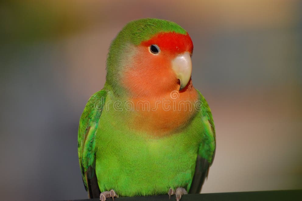 Parrot stock image. Image of parrot, green, inseparable - 16261335