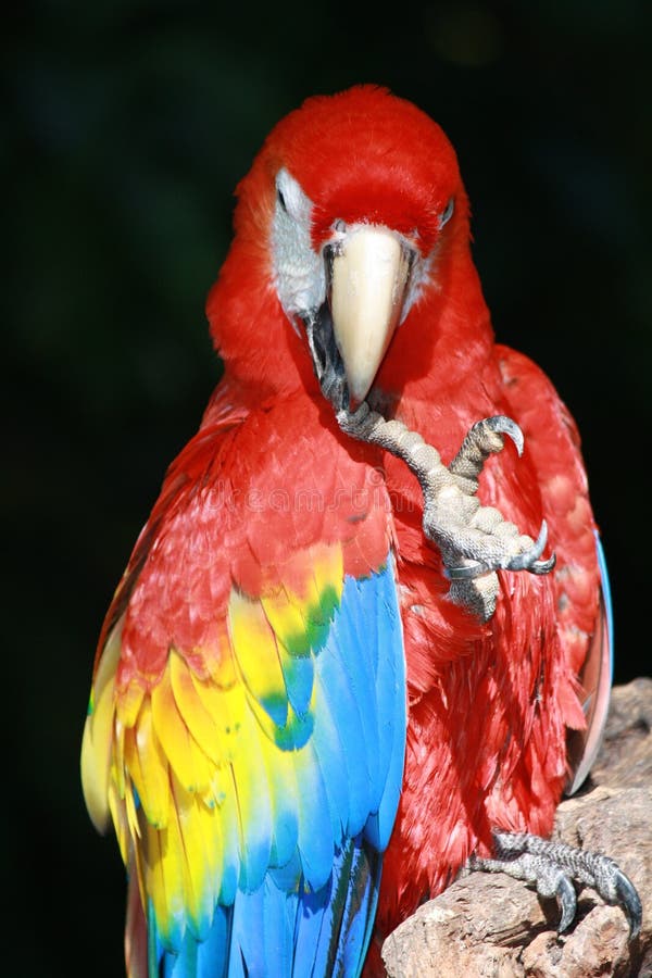 Macaw Parrot stock photo. Image of natural, parrot, polynesian - 29824318