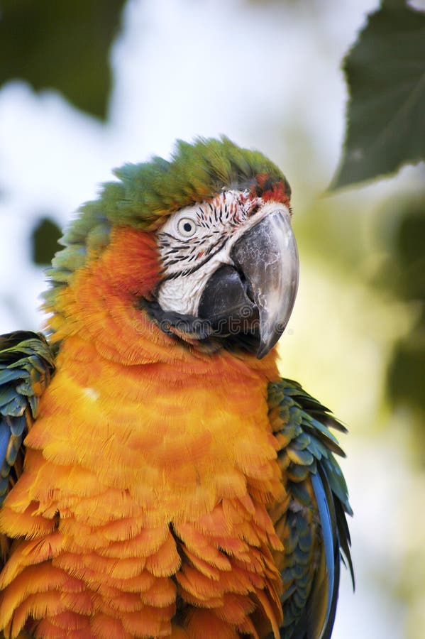Parrot stock image. Image of close, plumage, bird, shaking - 17392459