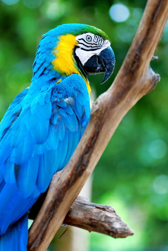 3,319 Big Colorful Parrot Stock Photos - Free & Royalty-Free Stock ...