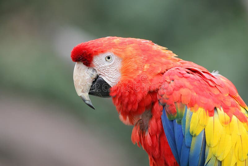 Parrot stock image. Image of wings, bolivia, flying, nest - 18041309