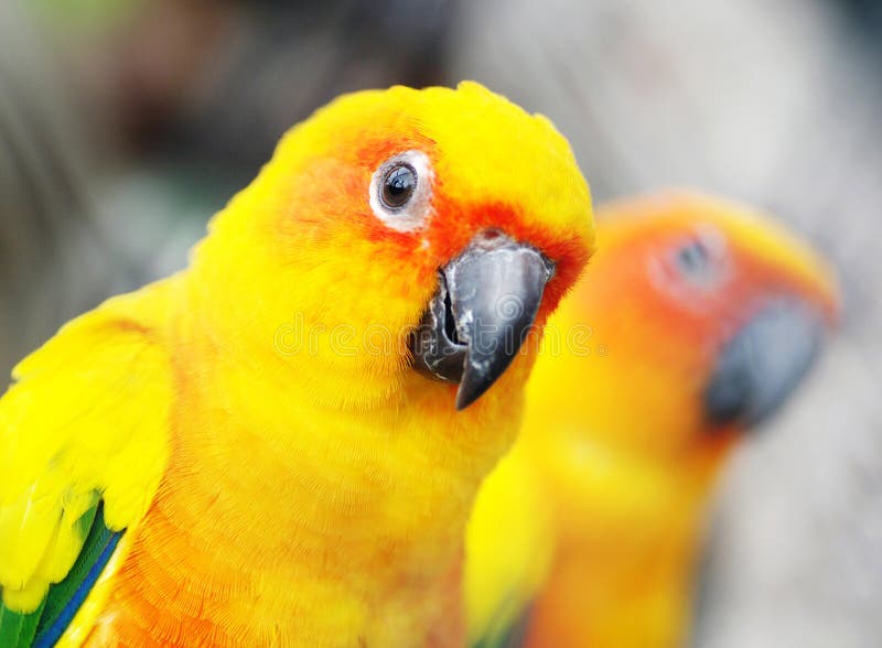 Yellow Parrot in the wild stock photo. Image of bird - 186177928