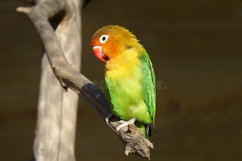 Kakadu parrot stock photo. Image of outdoor, parrot, nature - 21386026