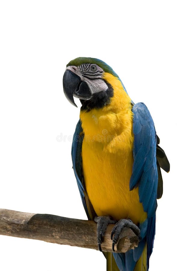 Parrot stock image. Image of animal, bird, parrot, fauna - 20295267