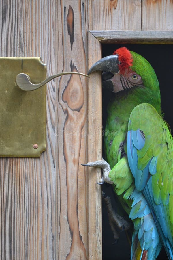 Parrot stock image. Image of cute, blue, parrot, white - 20499233