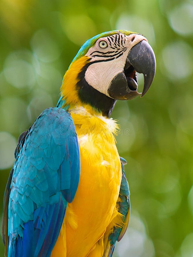 Parrot stock image. Image of cute, descriptive, profile - 20859093