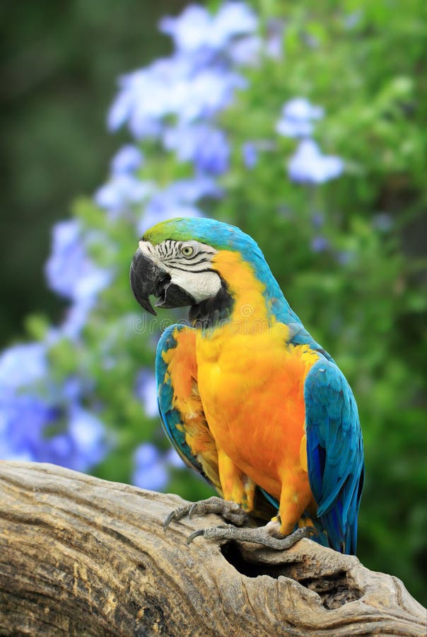 Macaw Beach stock photo. Image of sand, yellow, bird, flying - 294222