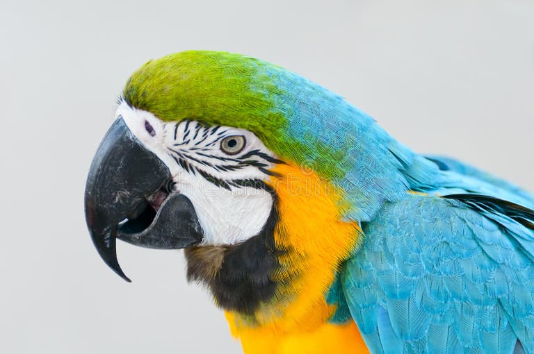 1,187 Parrot's Beak Stock Photos - Free & Royalty-Free Stock Photos ...