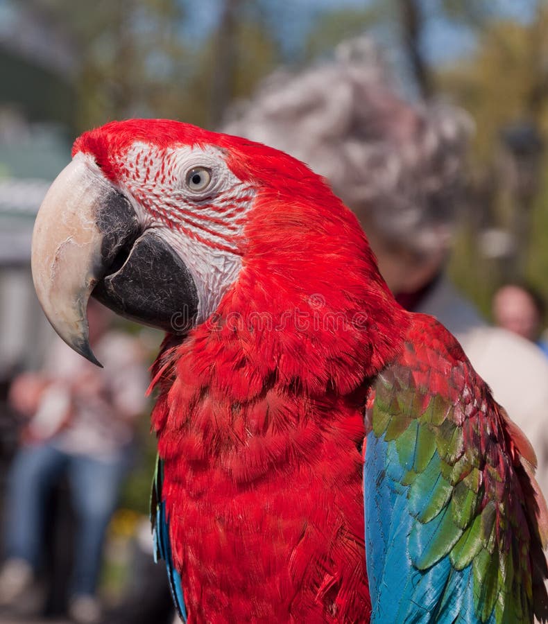 2,332 Multi Colored Parrot Stock Photos - Free & Royalty-Free Stock ...