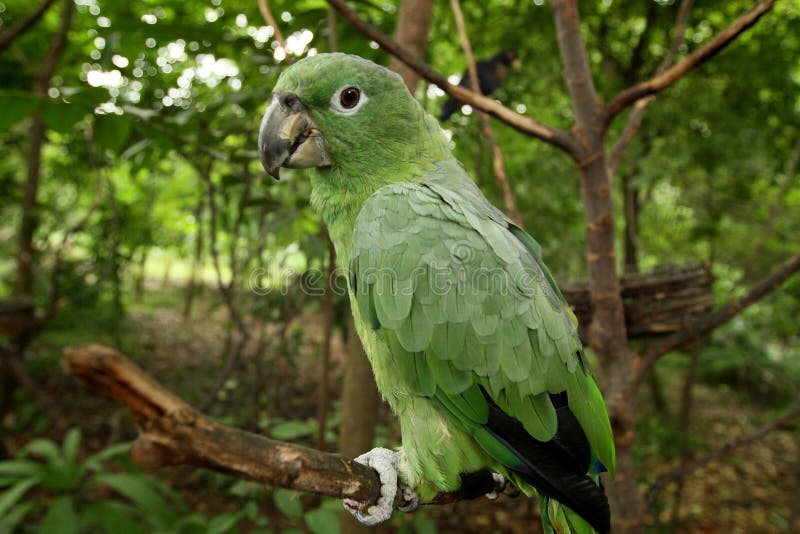 Brazilian parrot stock photo. Image of brasil, green, yellow - 2319538
