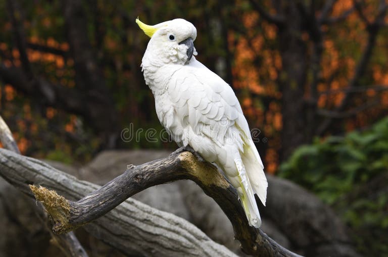 515 Kakadu Parrot Stock Photos - Free & Royalty-Free Stock Photos from ...