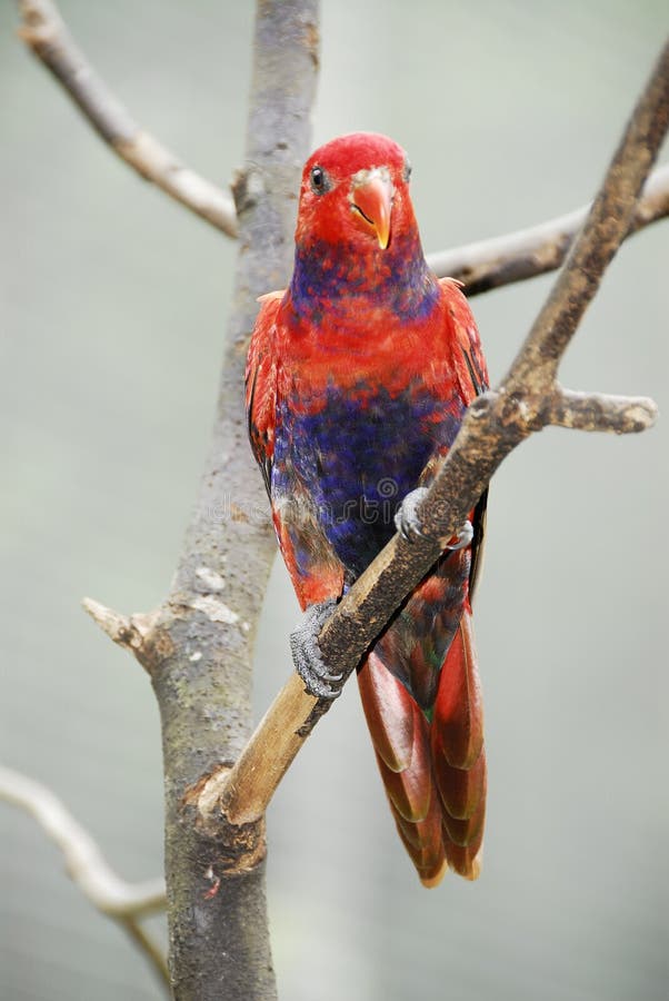 Red Tail stock photo. Image of grey, parrot, clean, vibrant - 616690