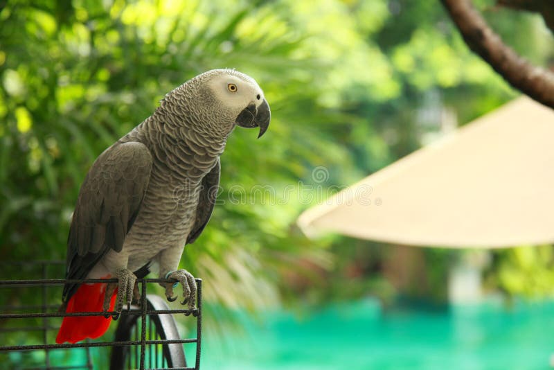 Macaw Beach stock photo. Image of sand, yellow, bird, flying - 294222