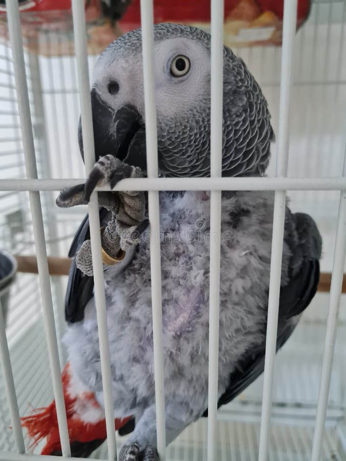 Parrot ðŸ¦œ Coco Name so Angry Bird, Stock Photo - Image of parrot ...