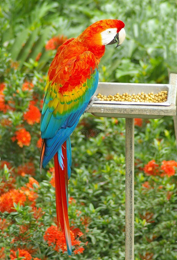 Male Peacock stock image. Image of peacock, beautiful - 2805889