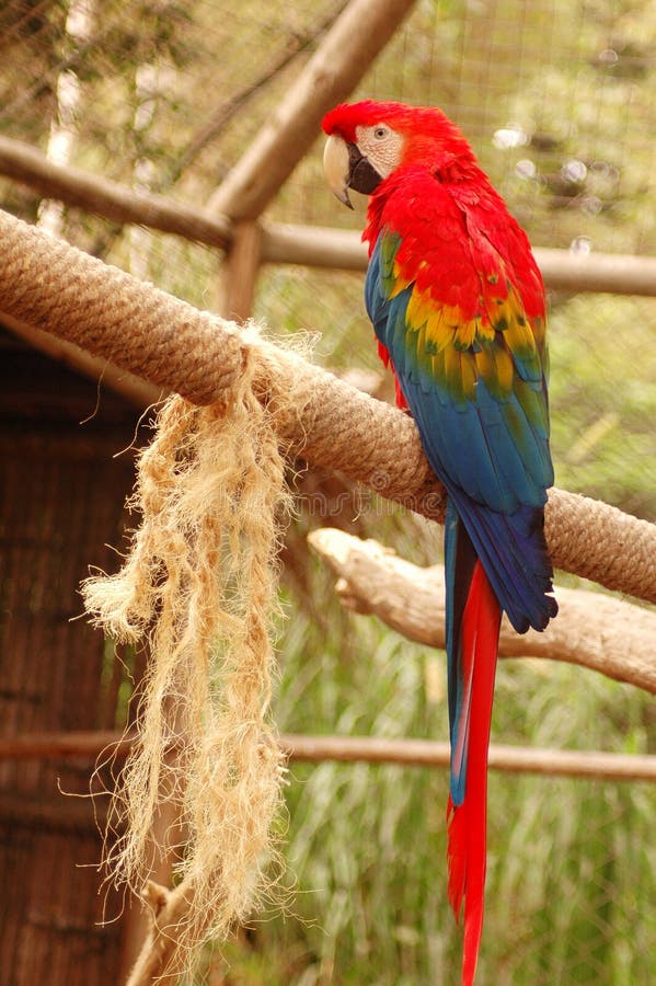 Parrot #3 stock image. Image of birds, looking, parrot - 191923