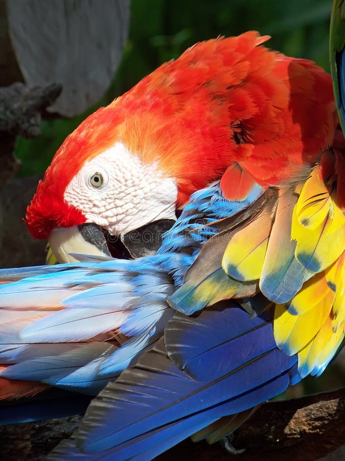 Parrot_3 stock photo. Image of bird, wing, tropical, preen - 5921404