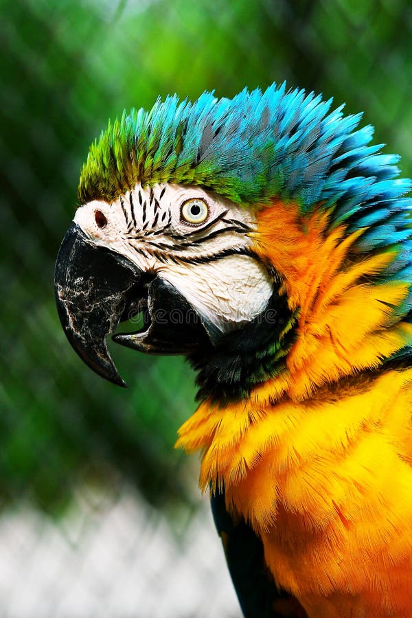 Parrot stock photo. Image of isolated, tropic, tropical - 13099710