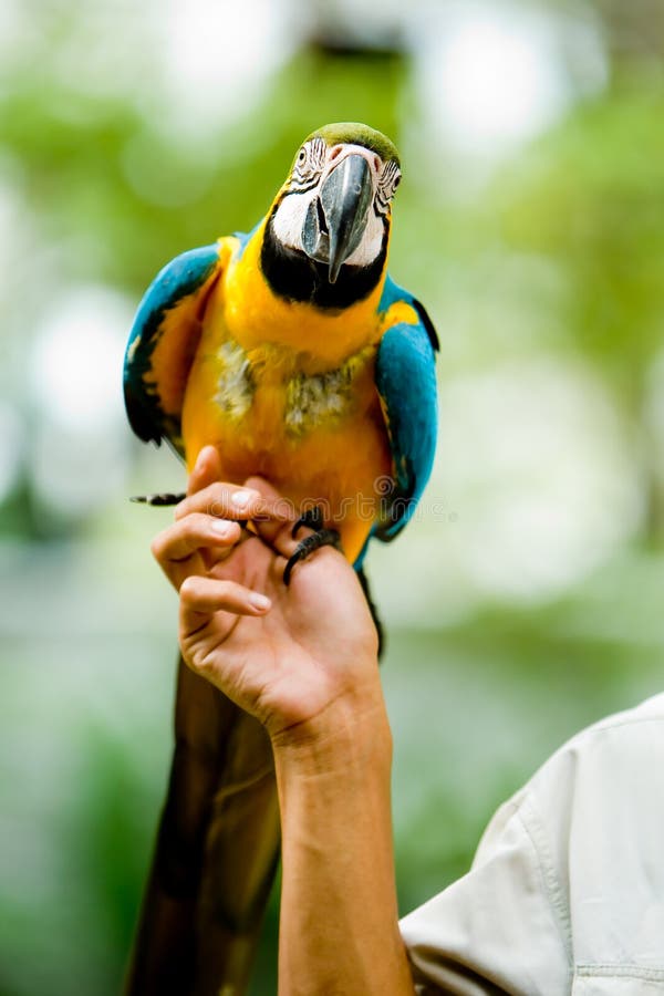 A Parrot stock photo. Image of hand, wing, obedience, vibrant - 3590980