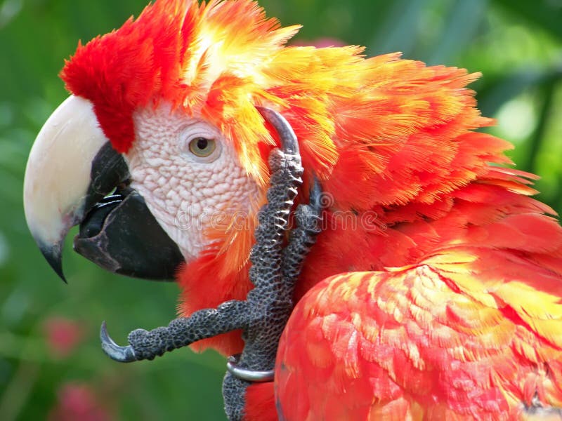 Red headed Mexican Parrot stock photo. Image of parrot - 981542