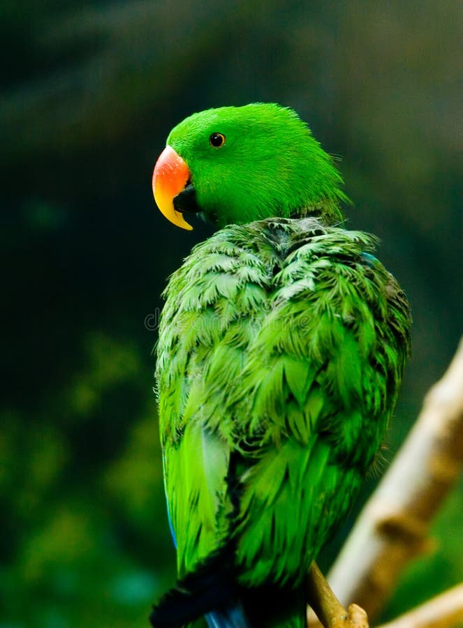 Parrot stock image. Image of parrot, nature, beak, backgroud - 4066817