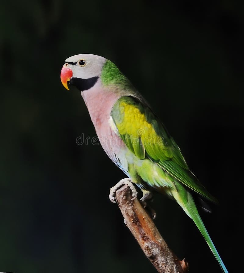 Parrot stock image. Image of beak, bird, parrot, long - 4138351