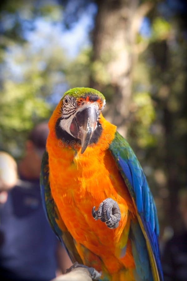 Shock stock image. Image of feathers, expression, parrot - 40092469