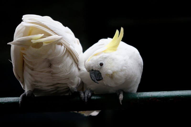 169 Mating Parrots Stock Photos - Free & Royalty-Free Stock Photos from ...