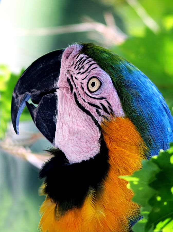 Parrot stock image. Image of close, colorful, lovely, natural - 142161