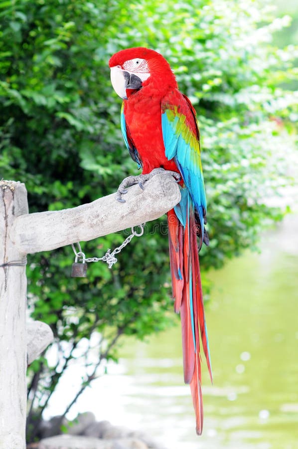 Parrot stock image. Image of spring, bird, park, beak - 5378111