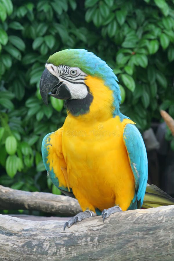 6,320 Talking Parrot Stock Photos - Free & Royalty-Free Stock Photos ...