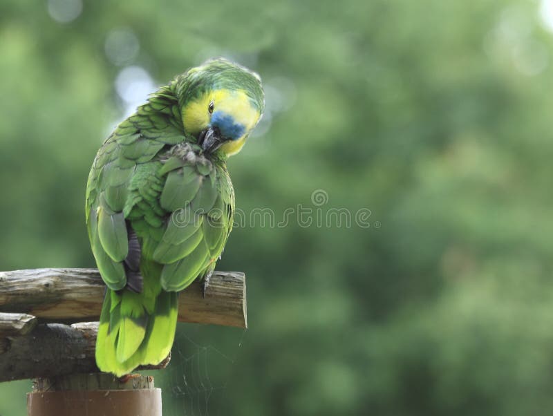 Amazon Parrot Stepping Up stock photo. Image of colorful - 30221534
