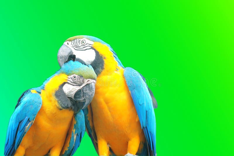 Parrot stock photo. Image of beak, performing, popinjay - 5855686