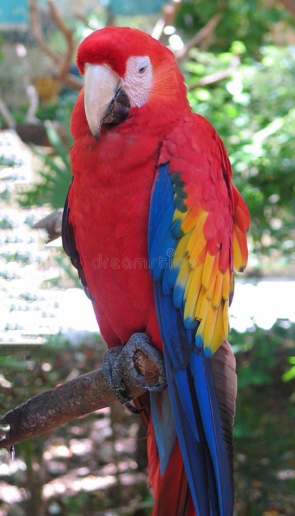 Parrot stock photo. Image of perch, colourful, exotic, bird - 59000