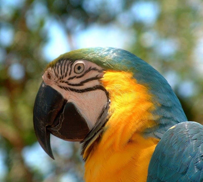 Parrot stock photo. Image of parrot, colour, colours, wildlife - 645238