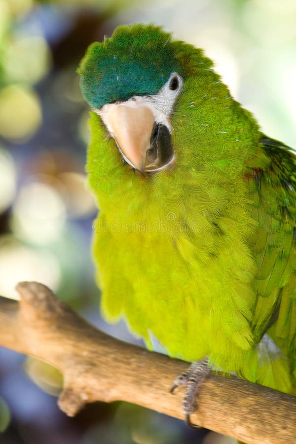 Costa Rican Parrot stock photo. Image of wildlife, animals - 621584