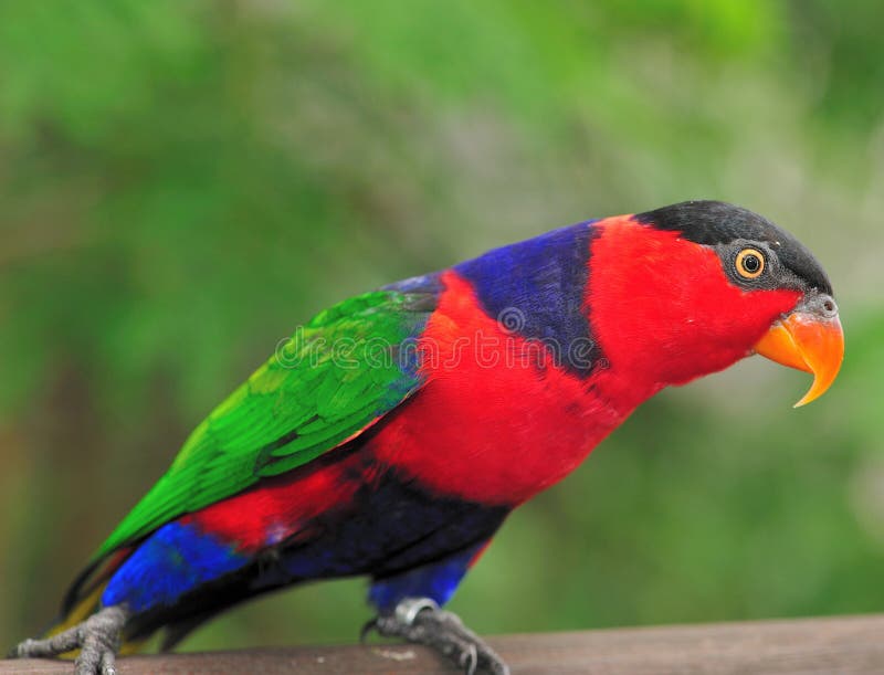 Parrot 7 stock photo. Image of safari, claws, welfare - 13306642