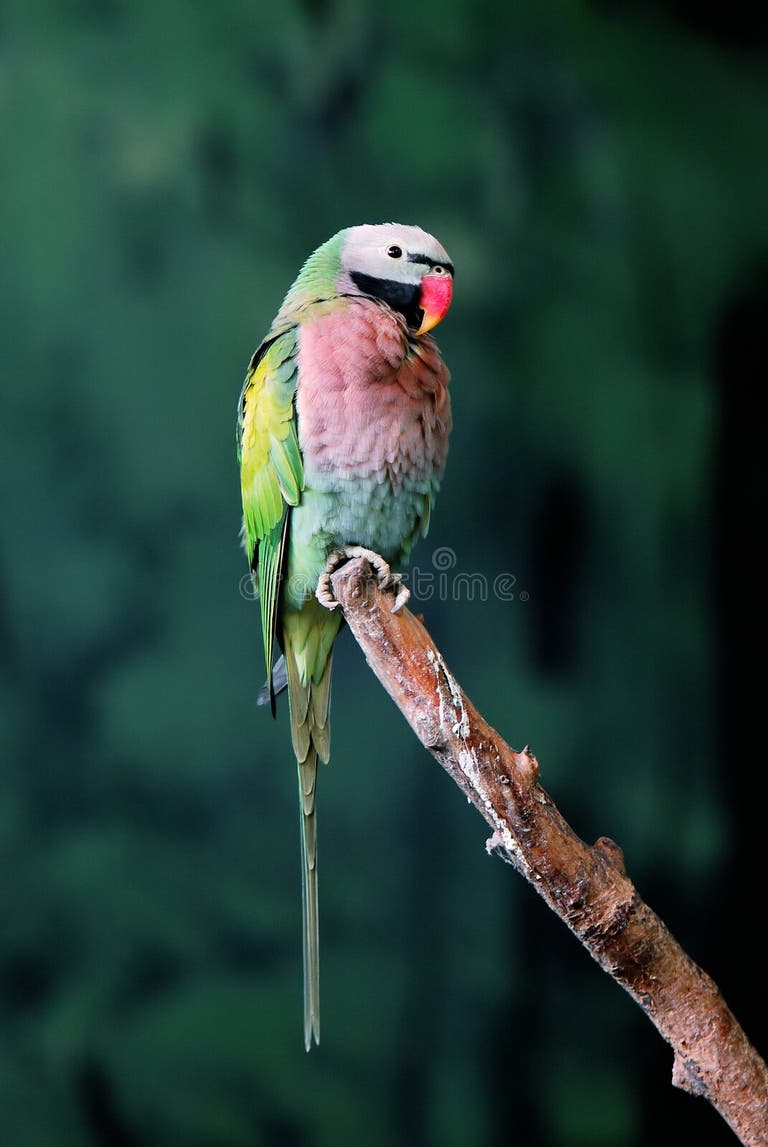 202 Green Parrot Red Mouth Stock Photos - Free & Royalty-Free Stock ...