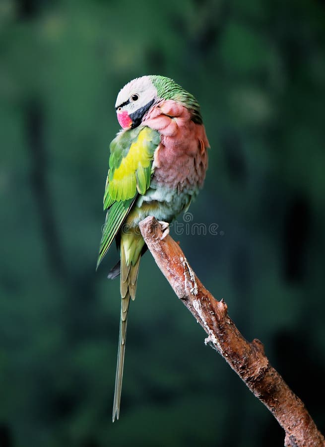 Parrot stock image. Image of parrot, nature, beak, backgroud - 4066817