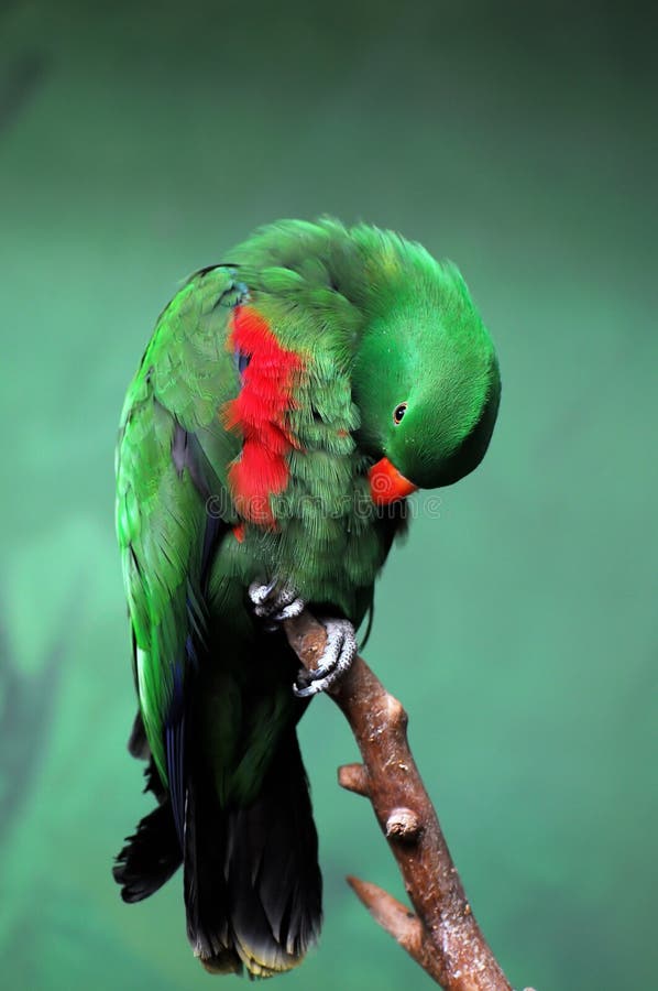 Parrot stock image. Image of parrot, nature, beak, backgroud - 4066817