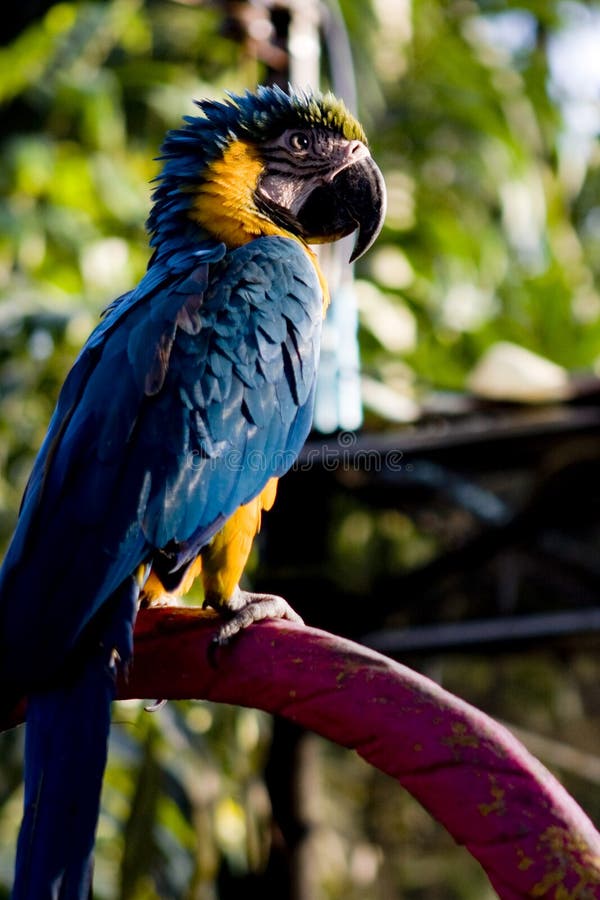 Parrot stock image. Image of tourism, forrest, blue, thai - 7652477