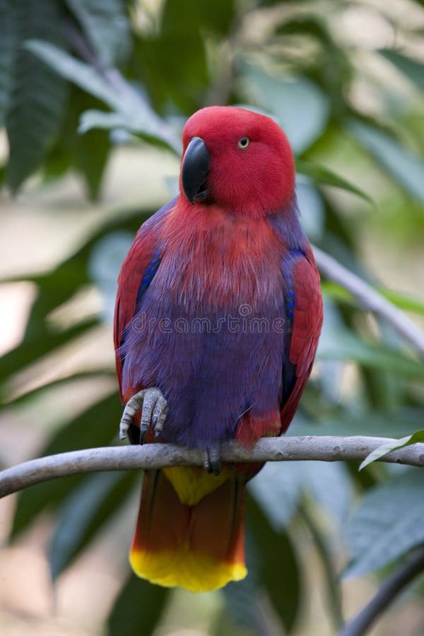 Parrot stock image. Image of rica, looking, talk, parrots - 7835455