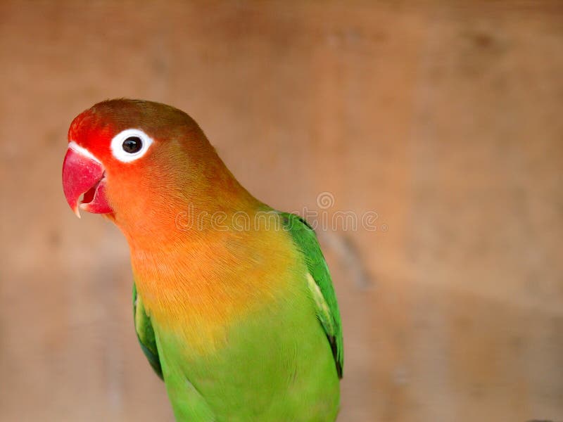 Fisher s lovebird stock photo. Image of claws, lovebird - 6180136