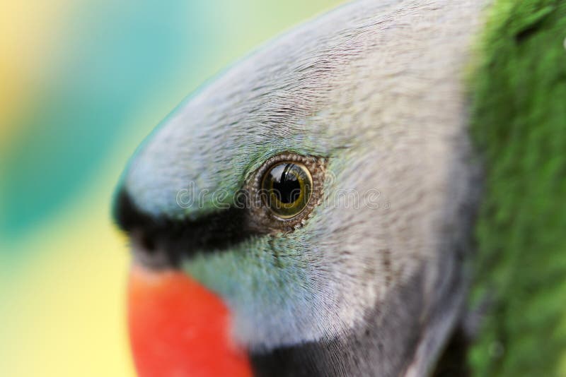 Tomato frog stock image. Image of nocturnal, bright, hyla - 20849051