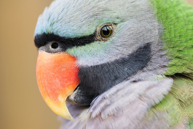 Profile Portrait Of Parrot Picture. Image: 82997836