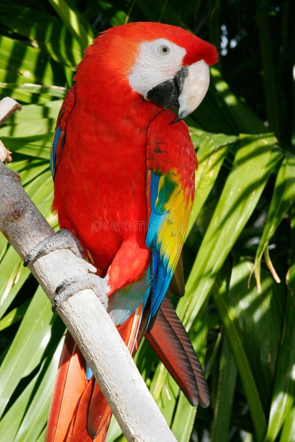 Parrot 9 stock image. Image of bird, feathered, parrot - 4026199