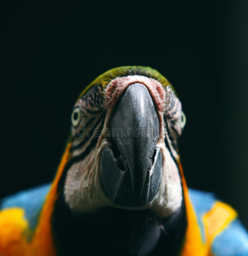 Parrot stock image. Image of beauty, nature, parrots, birds - 9673391