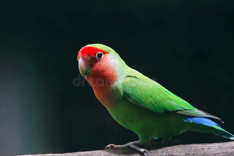 Indian parrot stock photo. Image of garden, mango, india - 9905492