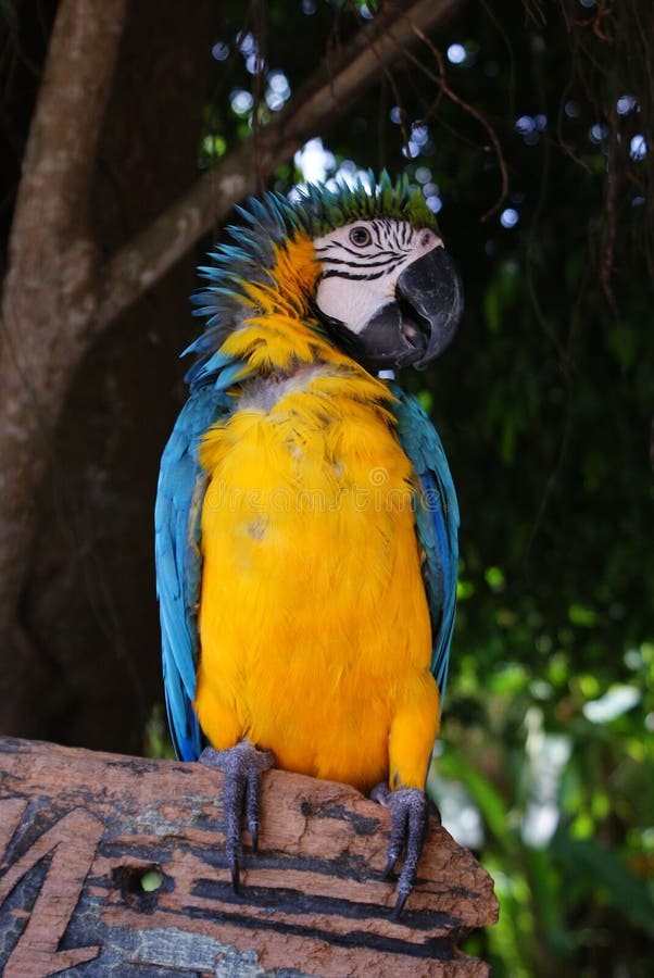 Max the Parrot - Showing Off! Stock Image - Image of bird, beak: 18855